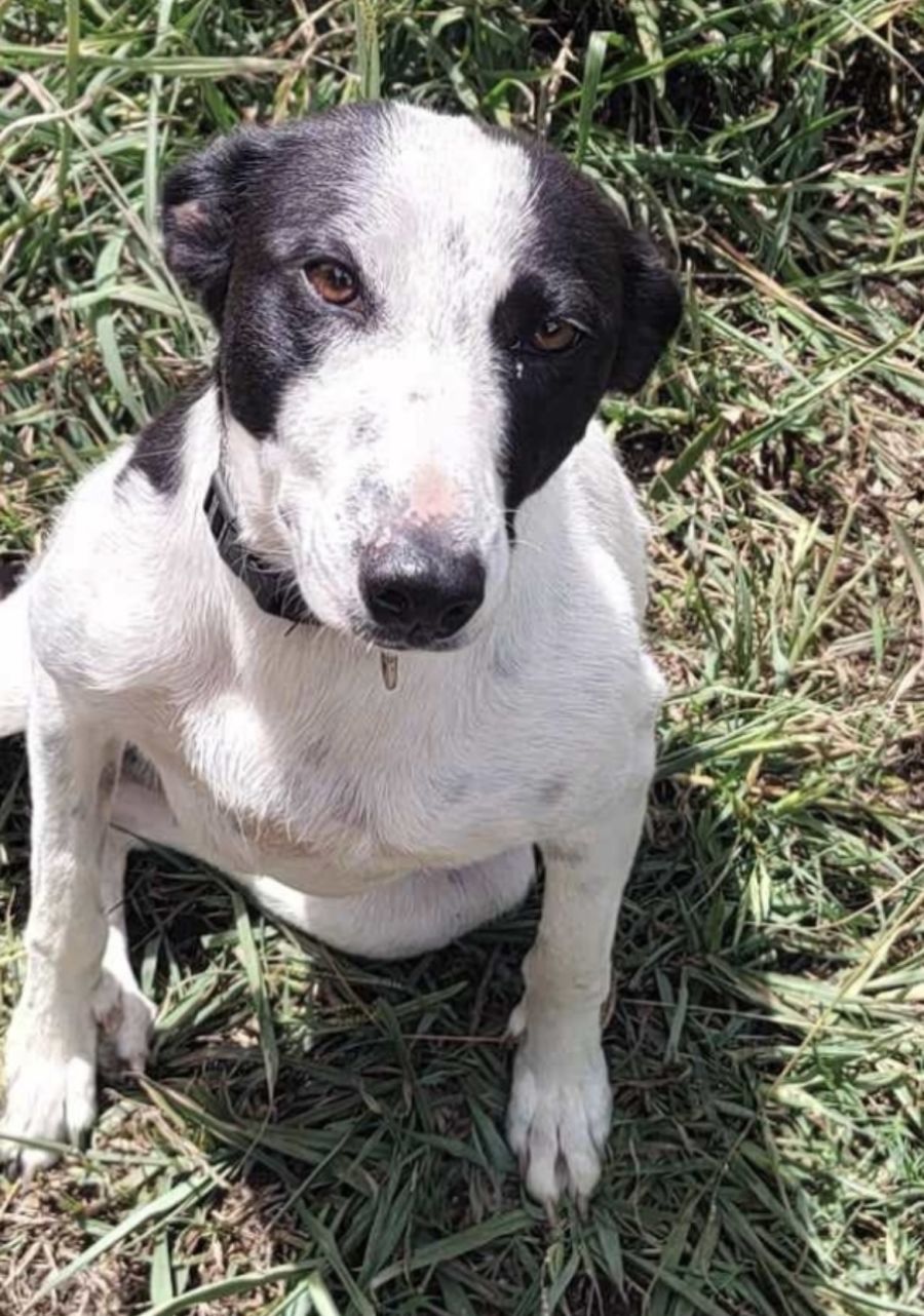 Chase - Medium Female Whippet x Border Collie Mix Dog in QLD - PetRescue
