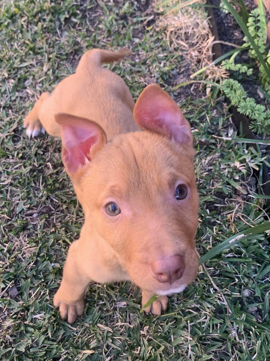 Lemmy - Medium Male Crossbreed x Staffordshire Terrier Mix Dog in NSW ...