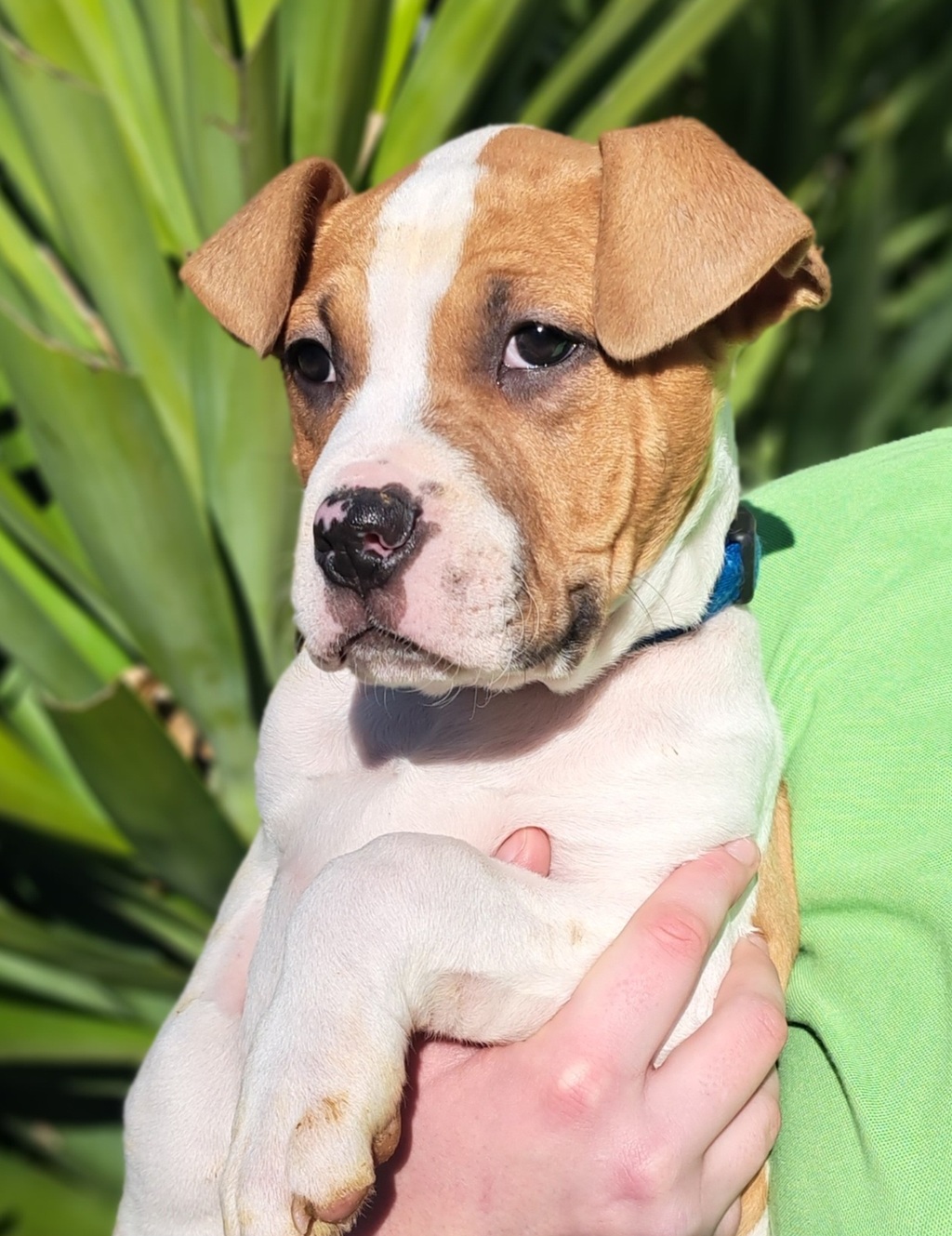 Manchego - Small Male American Staffordshire Terrier Mix Dog in ACT ...