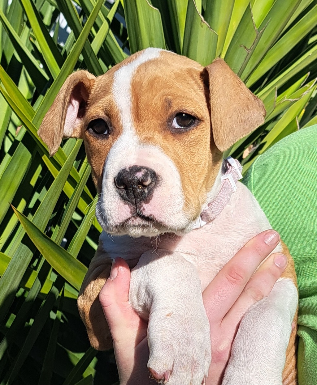 Chino - Small Female American Staffordshire Terrier Mix Dog in ACT ...