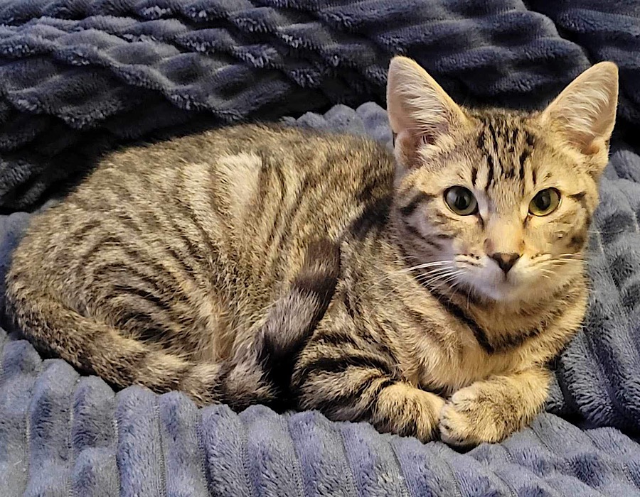 Enid - Female Domestic Short Hair (DSH) Mix Cat in WA - PetRescue