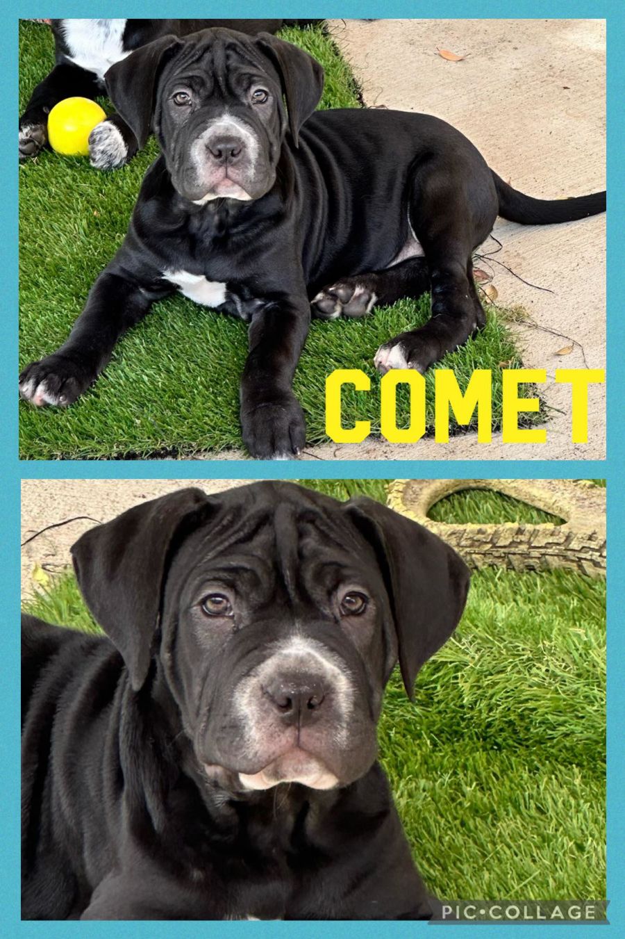 Comet - Large Male Neapolitan Mastiff x Cattle Dog Mix Dog in QLD ...