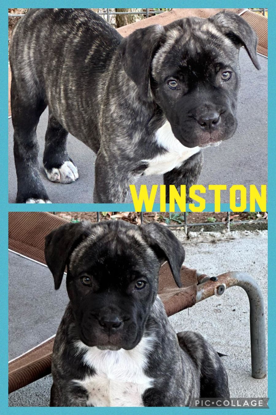 Winston - Large Male Neapolitan Mastiff x Cattle Dog Mix Dog in QLD ...