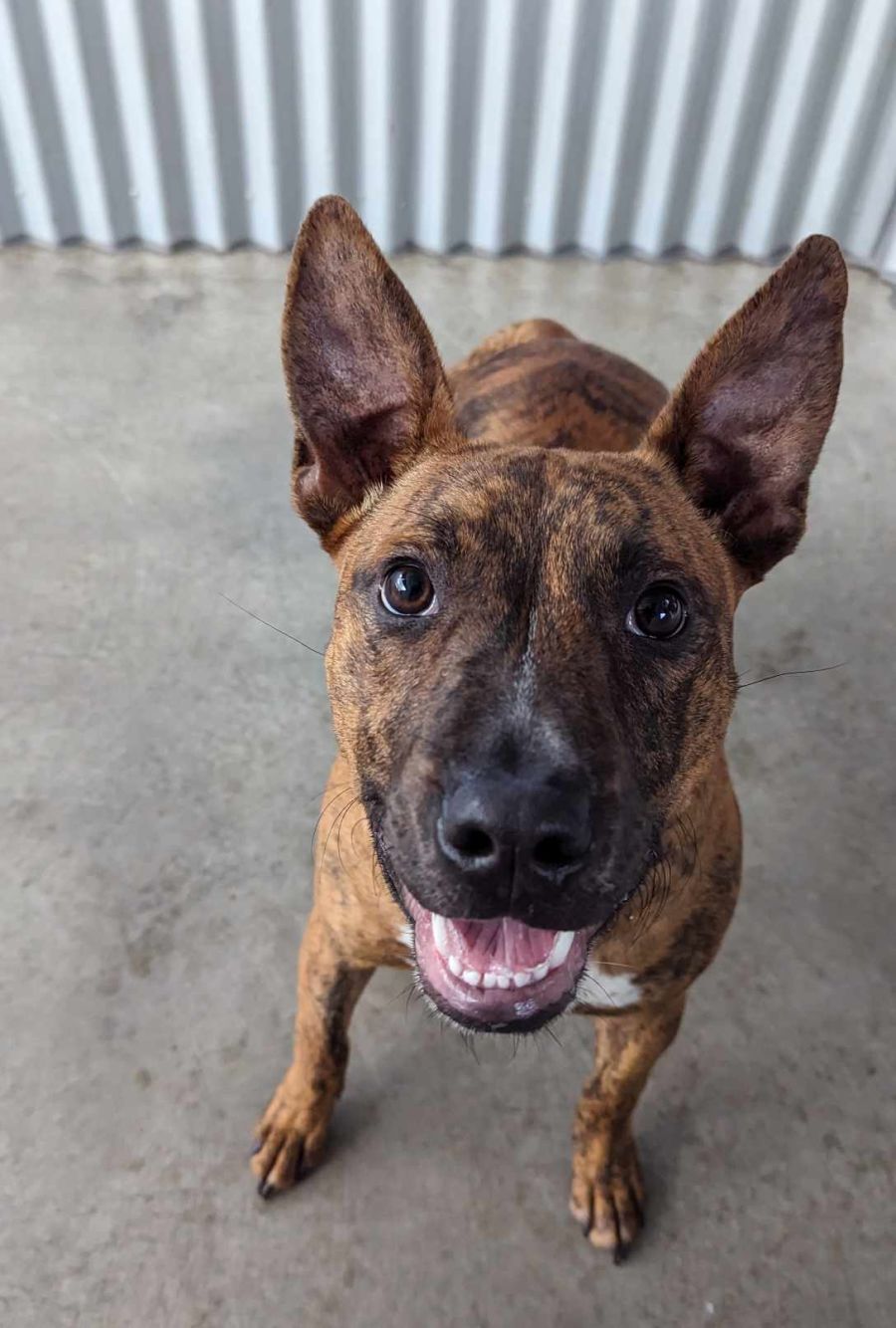 Buster - Medium Male Staffy Mix Dog in NSW - PetRescue