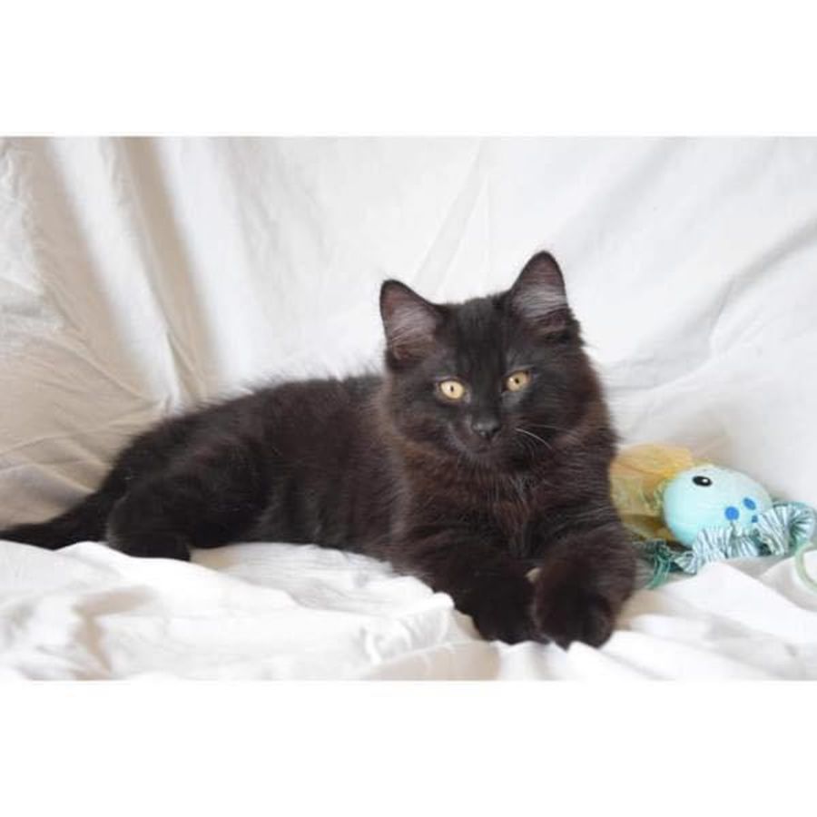 9649 - Muk - Male Domestic Medium Hair Cat in WA - PetRescue