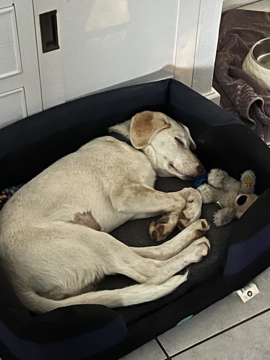 Narla - Medium Female Mixed Breed Dog in VIC - PetRescue