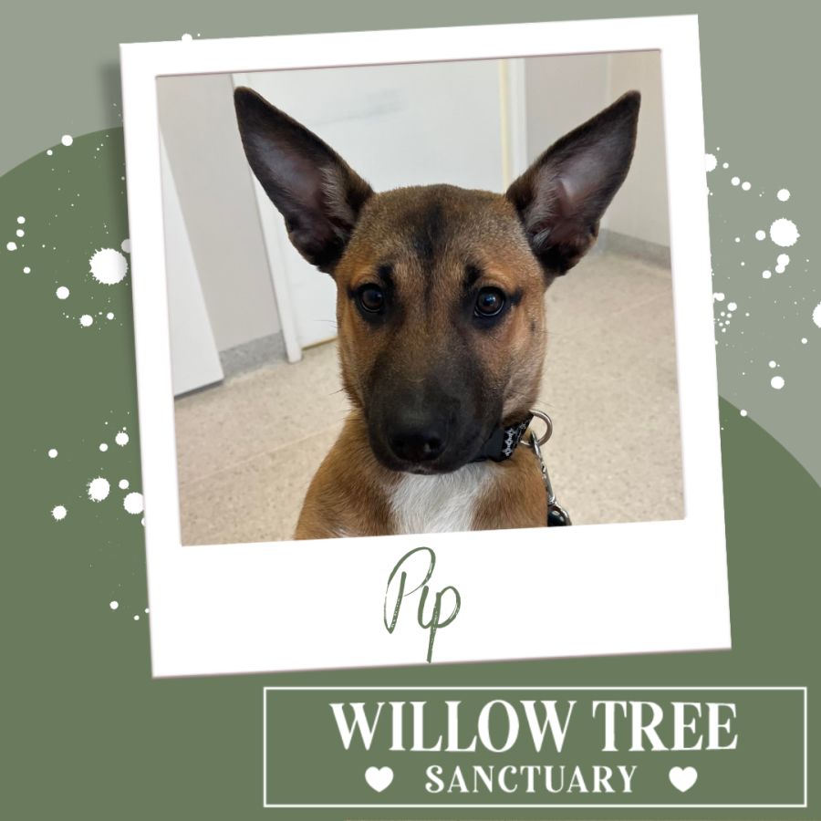 Pip - Medium Female German Shepherd Mix Dog in QLD - PetRescue