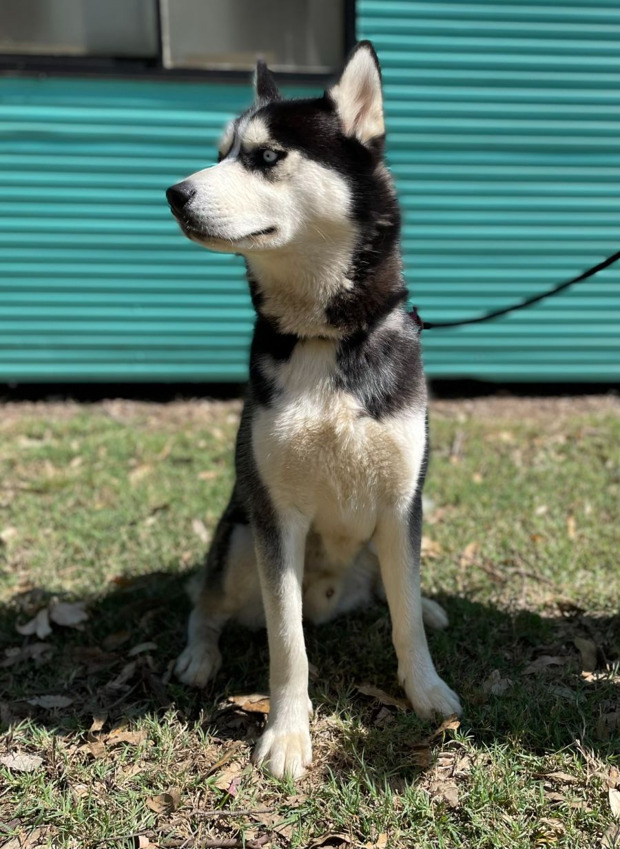 Oreo - Medium Male Husky Dog in NSW - PetRescue