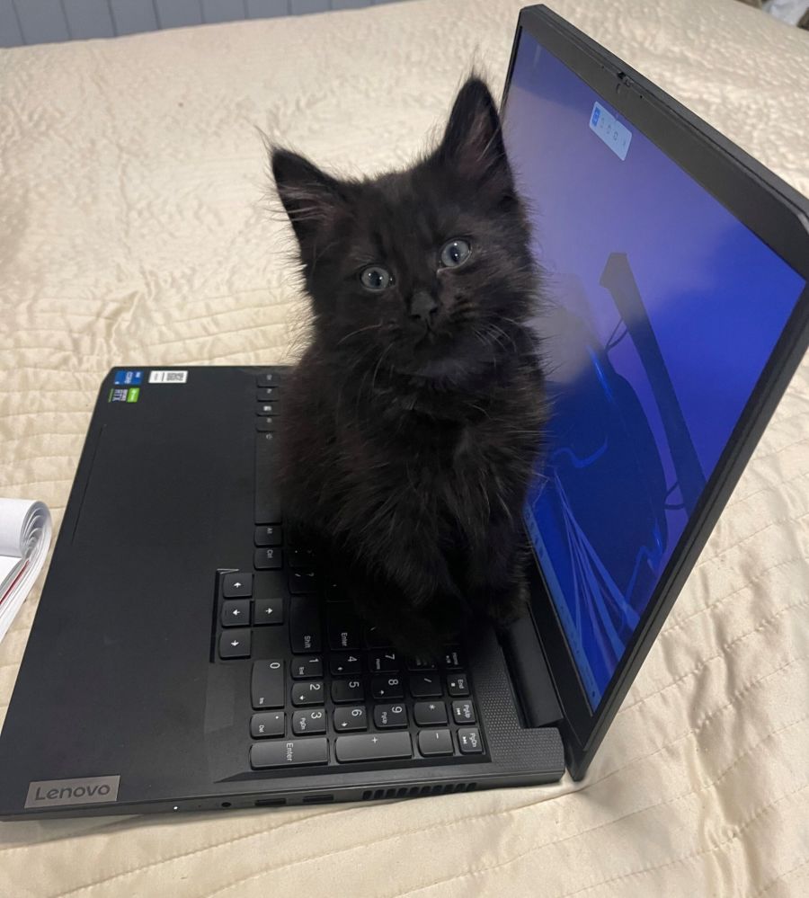 Chidi - Male Domestic Short Hair Cat in NSW - PetRescue