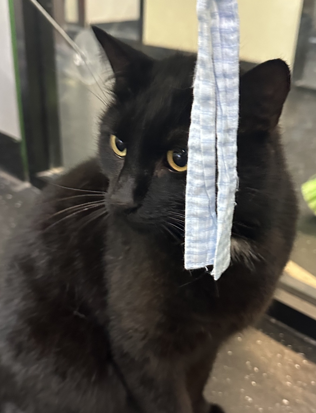 Sam - Male Domestic Short Hair Mix Cat in VIC - PetRescue