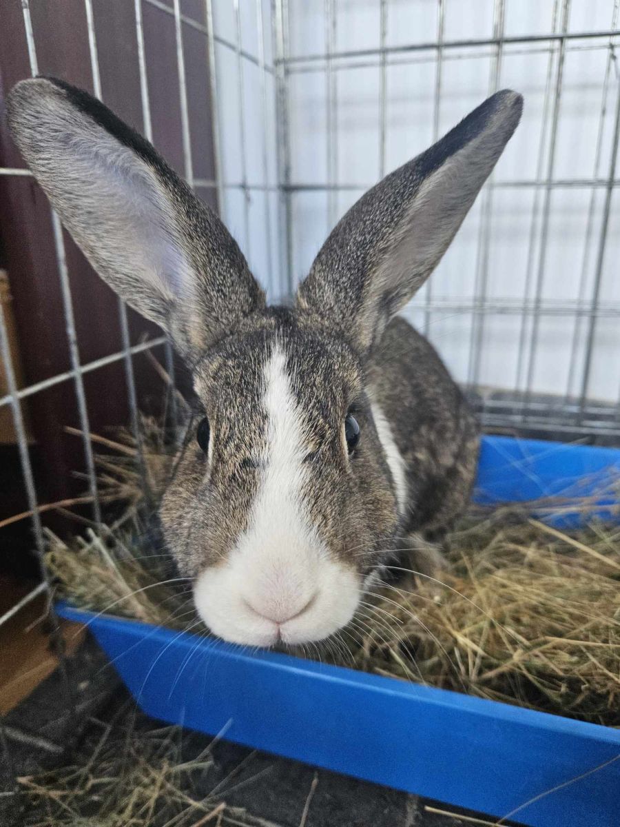 Storm - Male Rex Rabbit in TAS - PetRescue