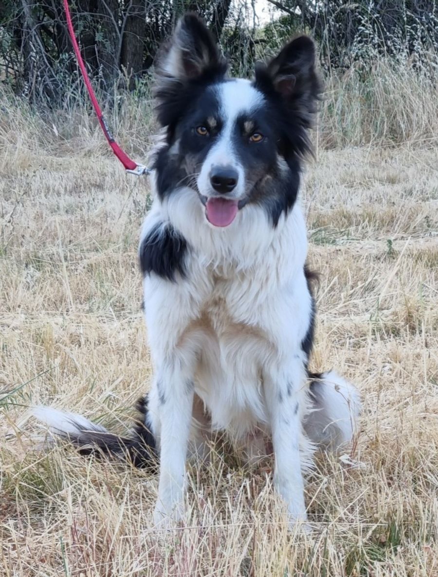 Gizmo - Medium Male Border Collie Dog in NSW - PetRescue