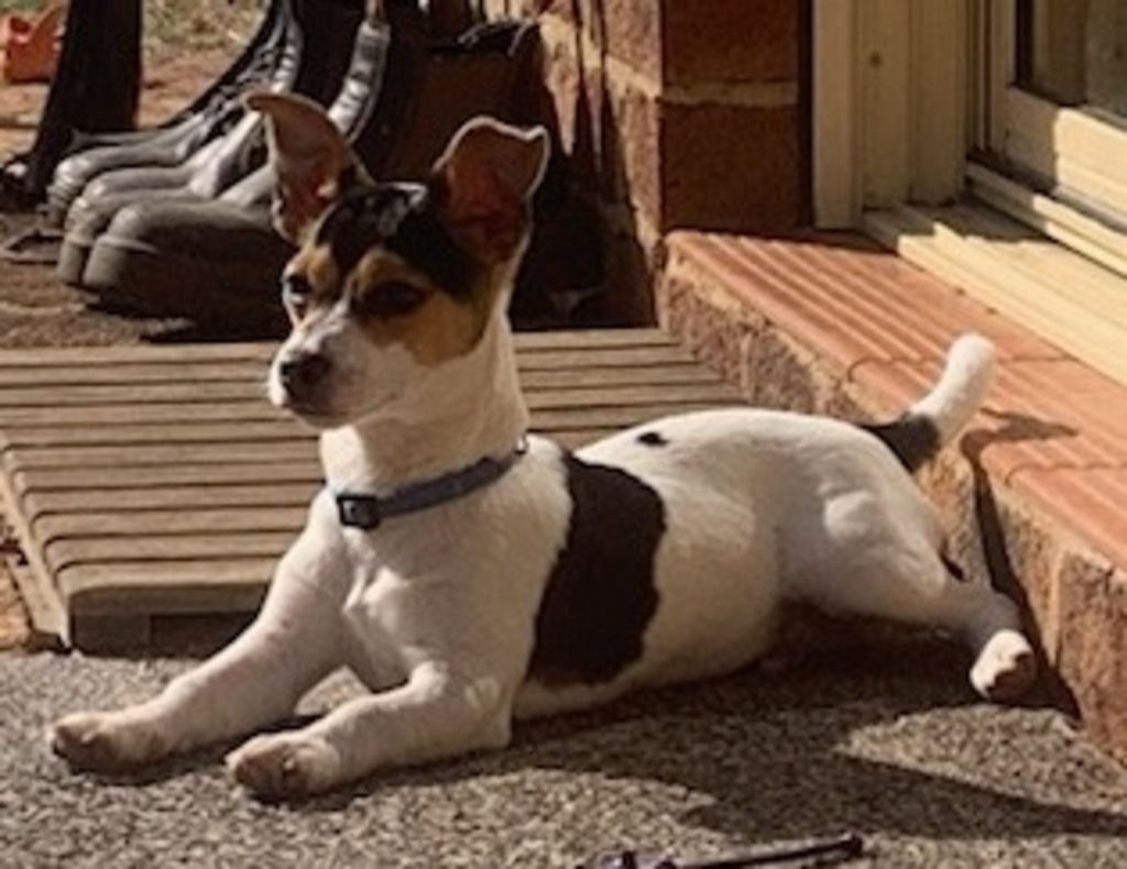 Mouse - Small Male Mini Foxie Cross Mix Dog in NSW - PetRescue