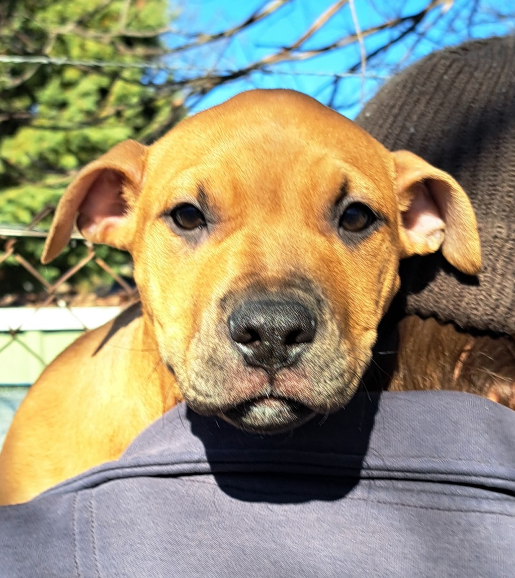 Ginger - Medium Female Staffordshire Bull Terrier Mix Dog in ACT ...