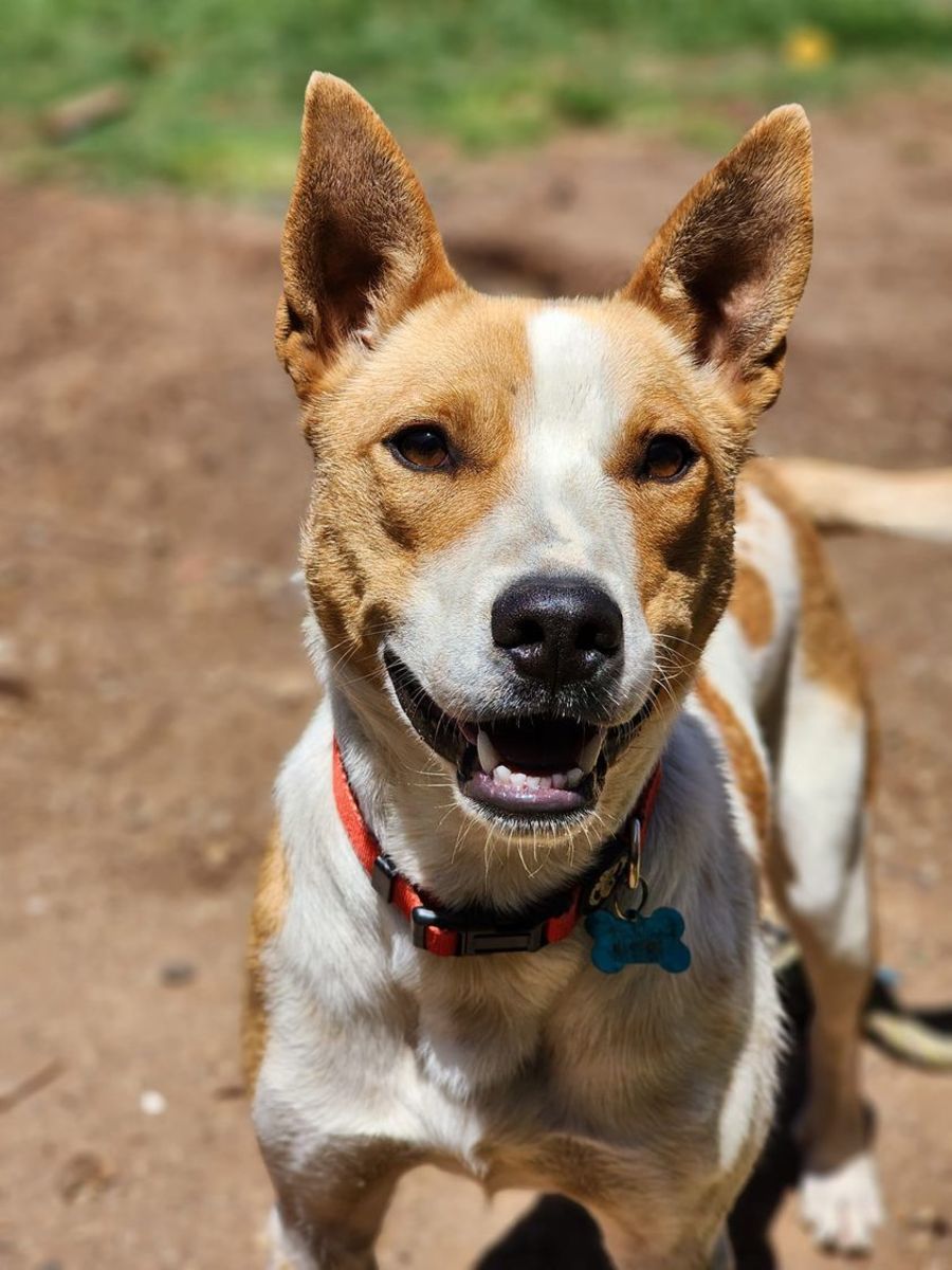 Rusty - Medium Female Red Heeler x Kelpie Mix Dog in VIC - PetRescue
