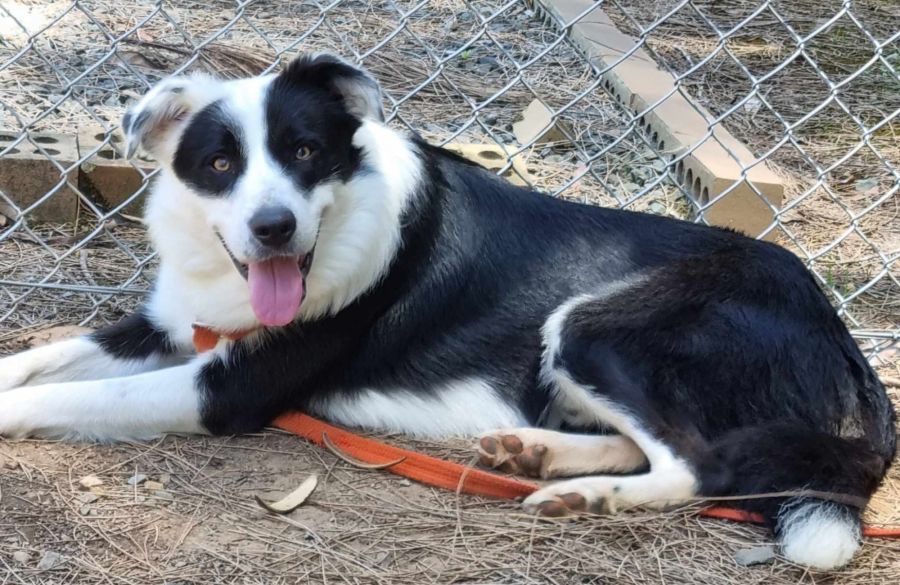 Rani - Medium Male Border Collie Dog in NSW - PetRescue