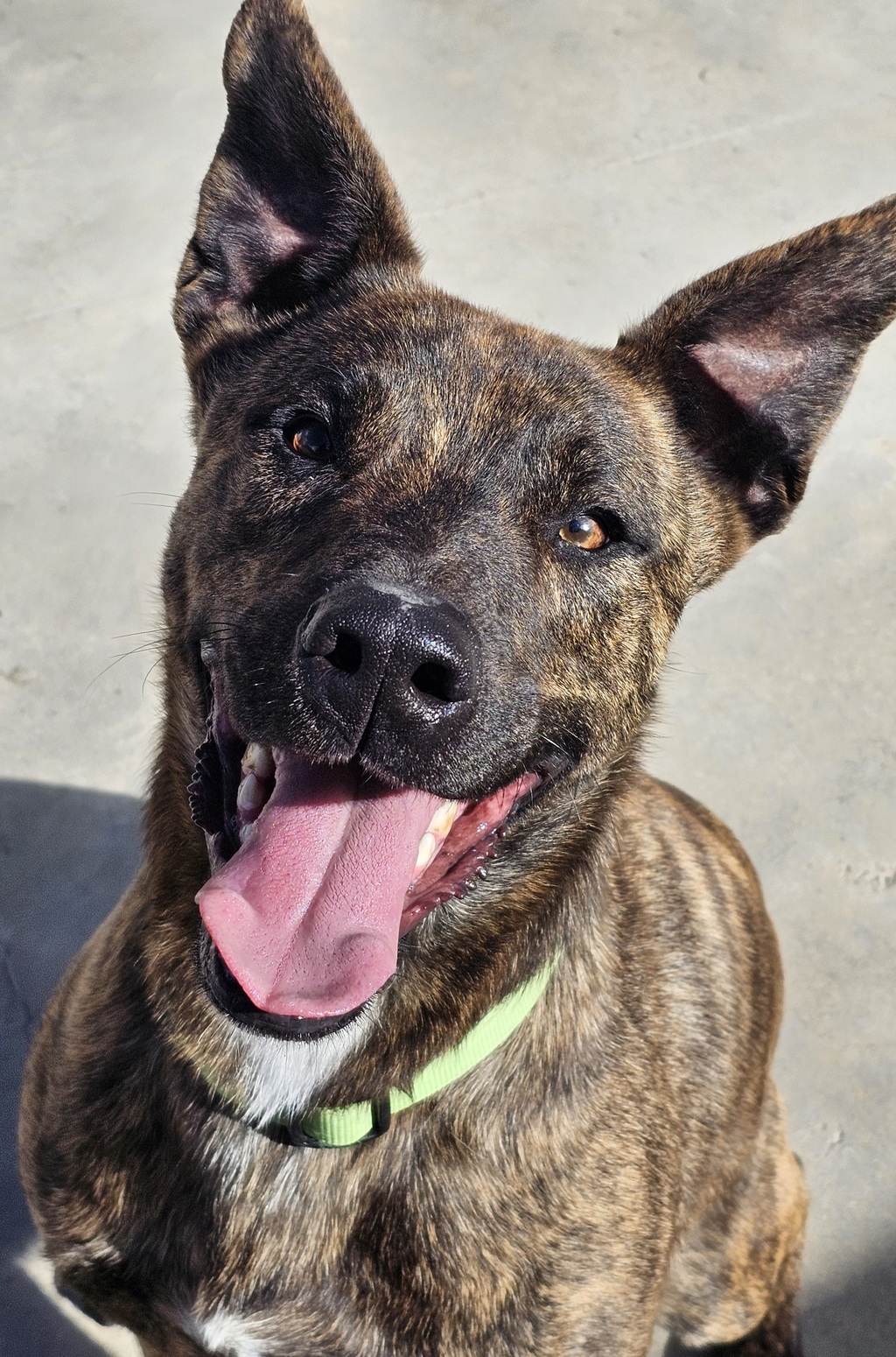 Brax - Medium Male Medium Cross Breed Mix Dog in VIC - PetRescue