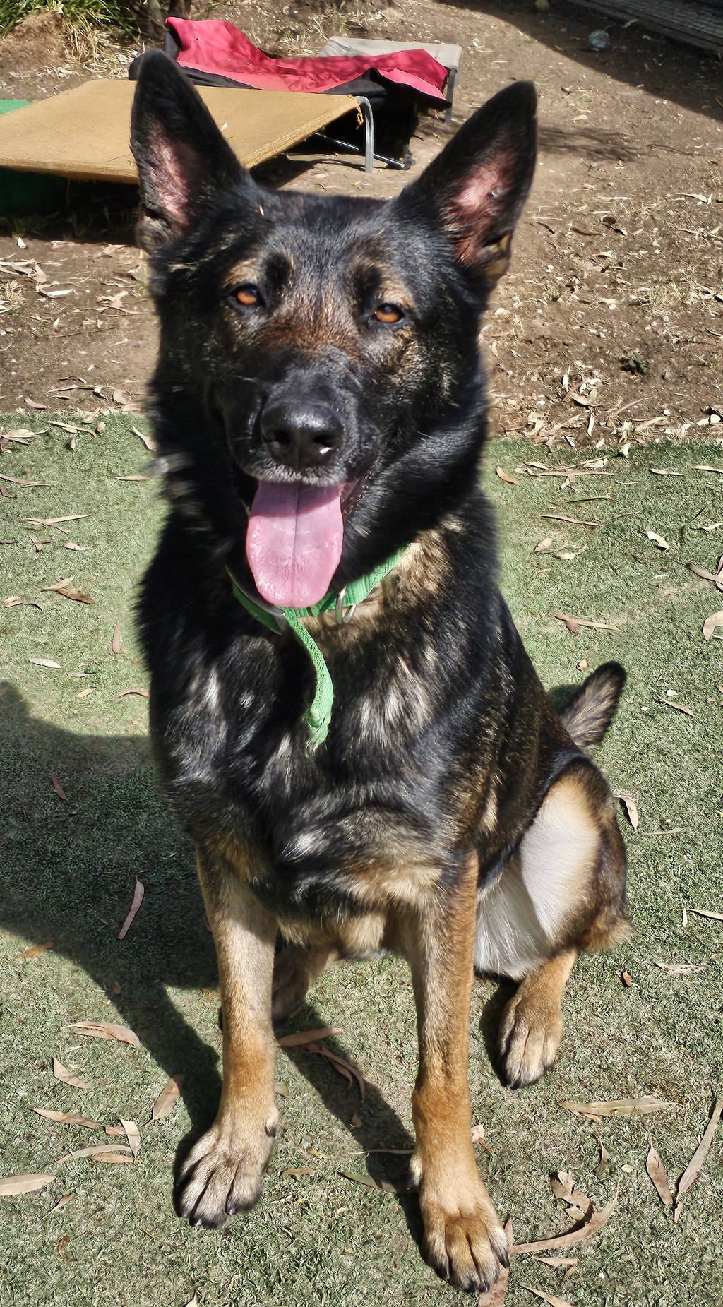 Katrina - Large Female German Shepherd Mix Dog in VIC - PetRescue