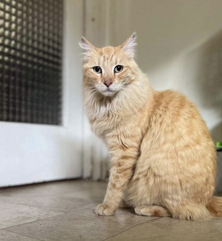 Rosie - Female Domestic Medium Hair Cat in VIC - PetRescue