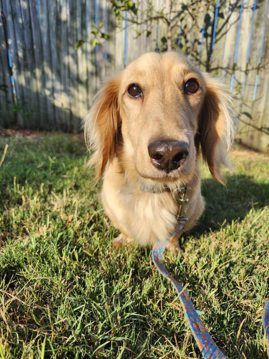 Chadwick - Small Male Dachshund Dog in QLD - PetRescue