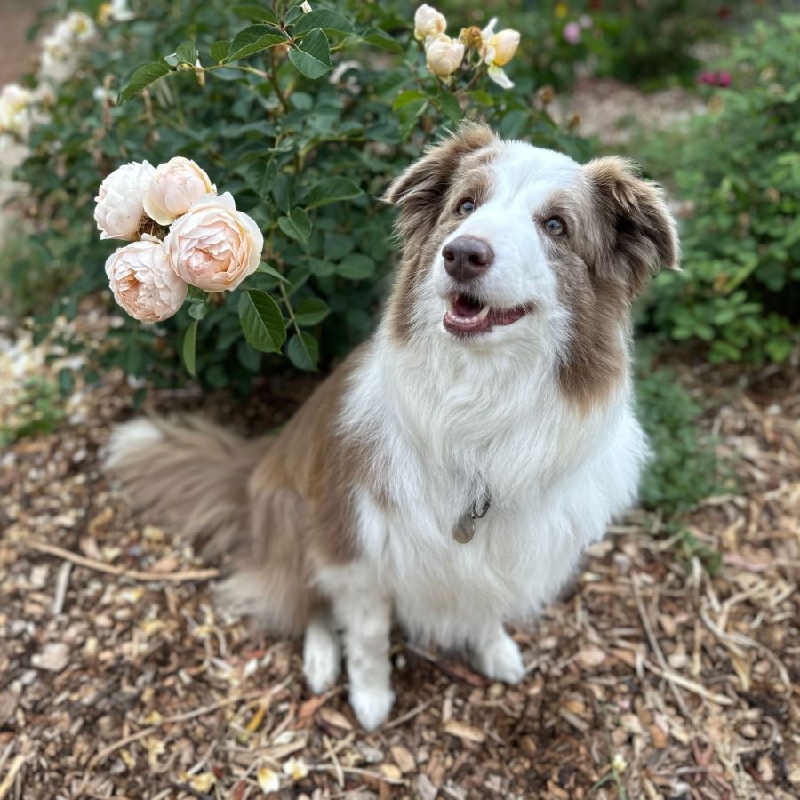 Keely - Medium Female Border Collie Dog in NSW - PetRescue