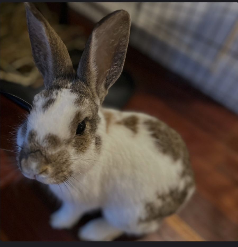 King Julian - Male Mix Rabbit in VIC - PetRescue