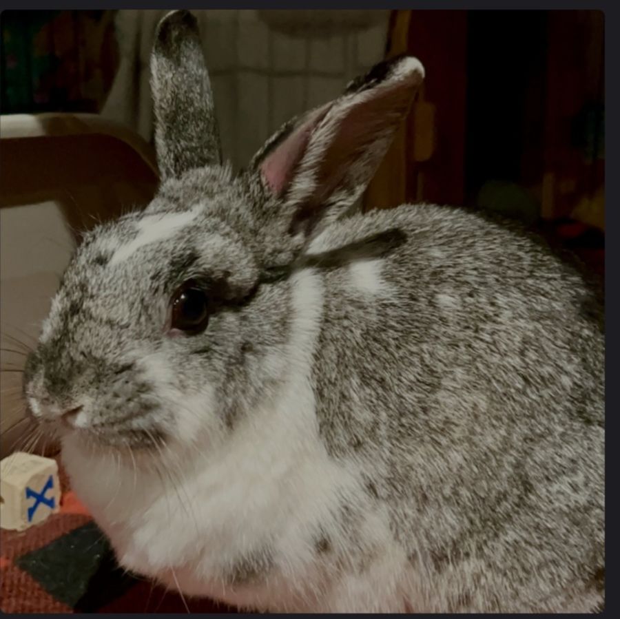 Bloom - Female Mix Rabbit in VIC - PetRescue