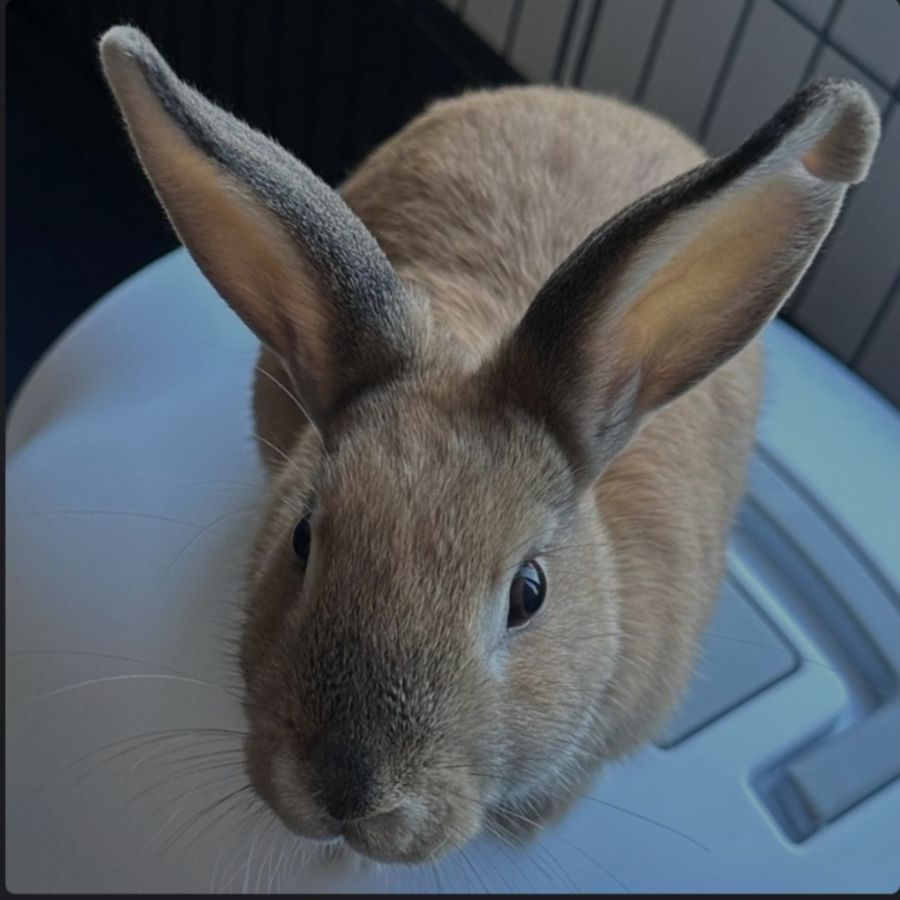 Fawn with Wombat - Female Rabbit in VIC - PetRescue