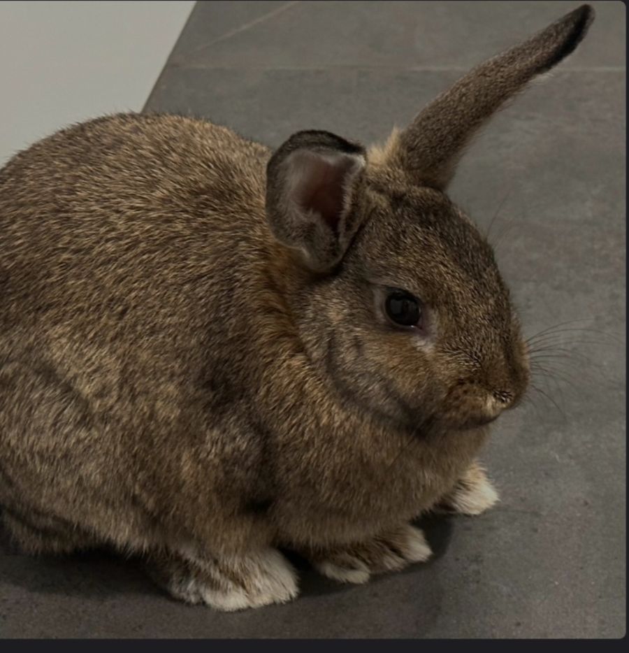 Wombat with Fawn - Female Mix Rabbit in VIC - PetRescue