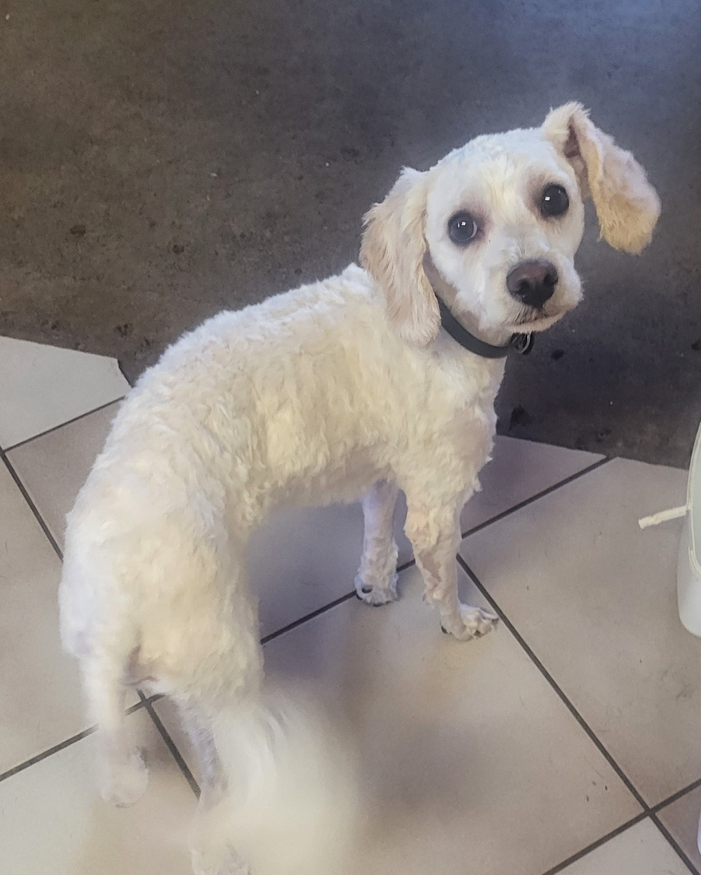 Ollie - Small Male Cavoodle Mix Dog in NSW - PetRescue