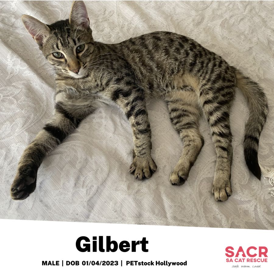 Gilbert - Male Domestic Short Hair Cat in SA - PetRescue