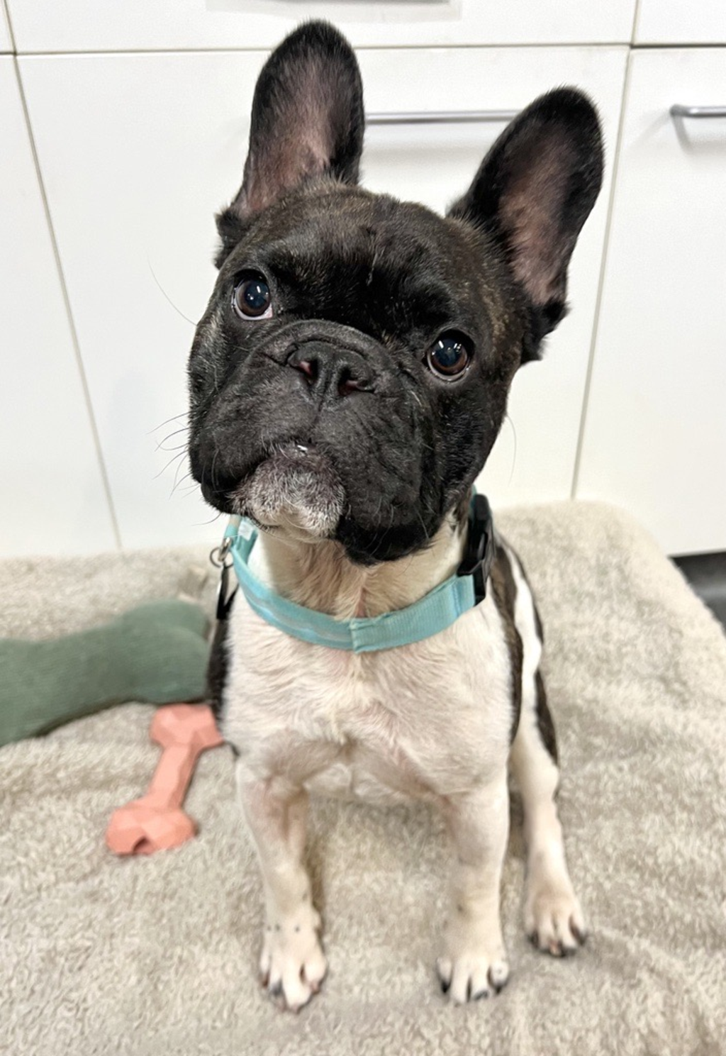 Buckley - Small Male French Bulldog Dog in VIC - PetRescue