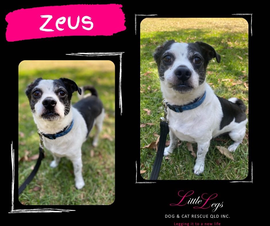 Zeus - Small Male Jack Russell Terrier x Pug Mix Dog in QLD - PetRescue