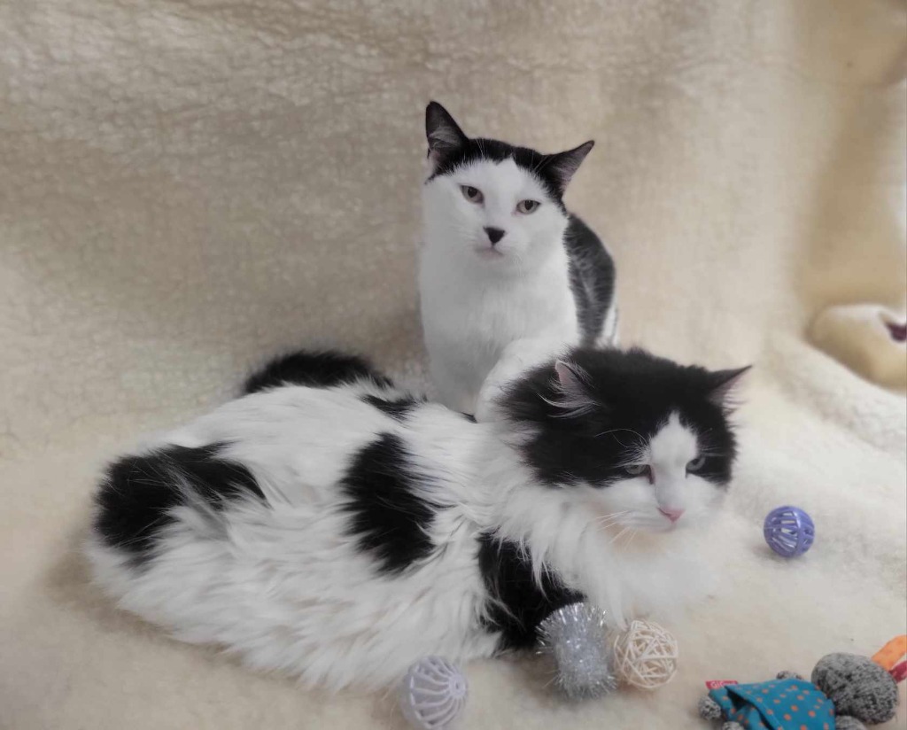 Ferrari / Mila - Male Himalayan x Ragdoll Mix Cat in NSW - PetRescue