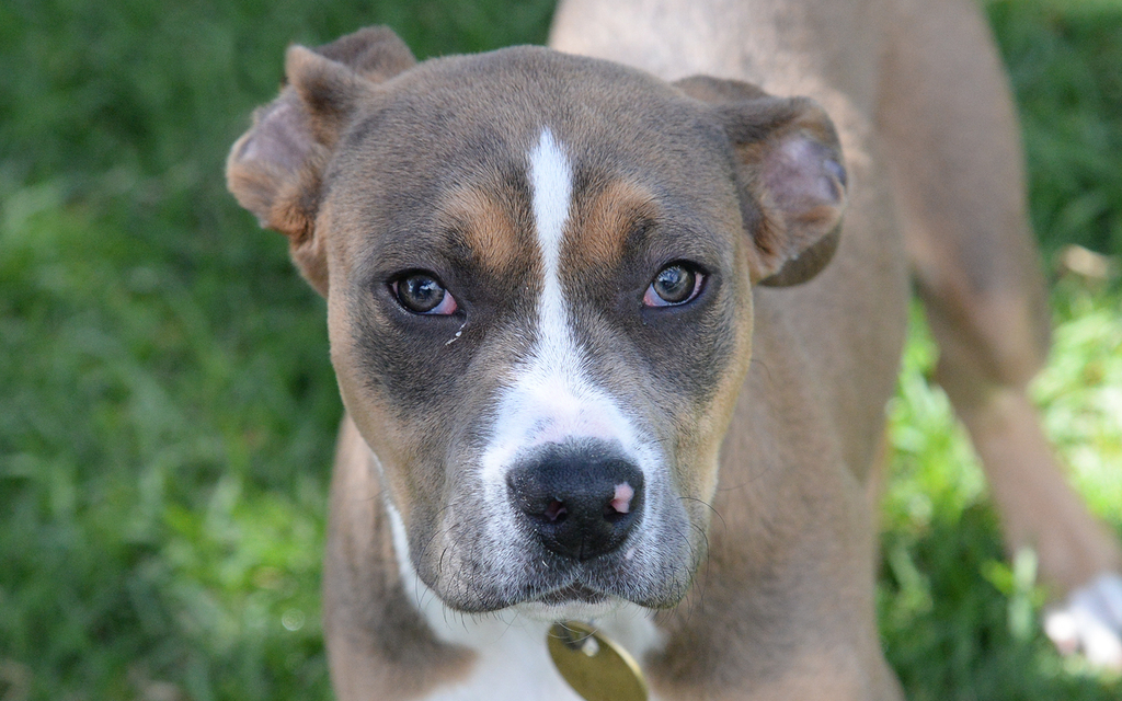 Ladoo - Small Female Staffy Mix Dog in VIC - PetRescue