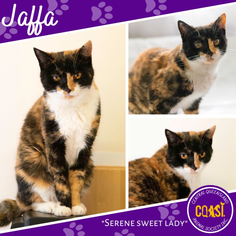 Jaffa - Female Manx Cat in QLD - PetRescue