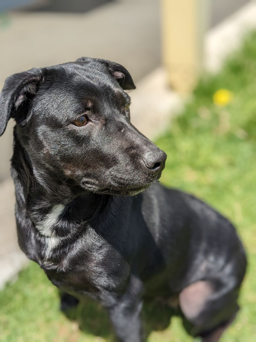 🍂 Tess C04645 🍂 - Medium Female Labrador x Staffy Mix Dog in VIC ...