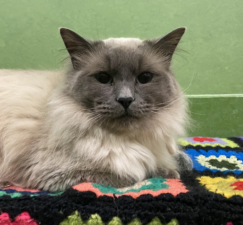 Diesel - Male Ragdoll Cat in VIC - PetRescue