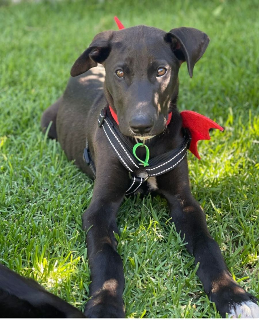 Atlas - Large Male Staghound Mix Dog in NSW - PetRescue