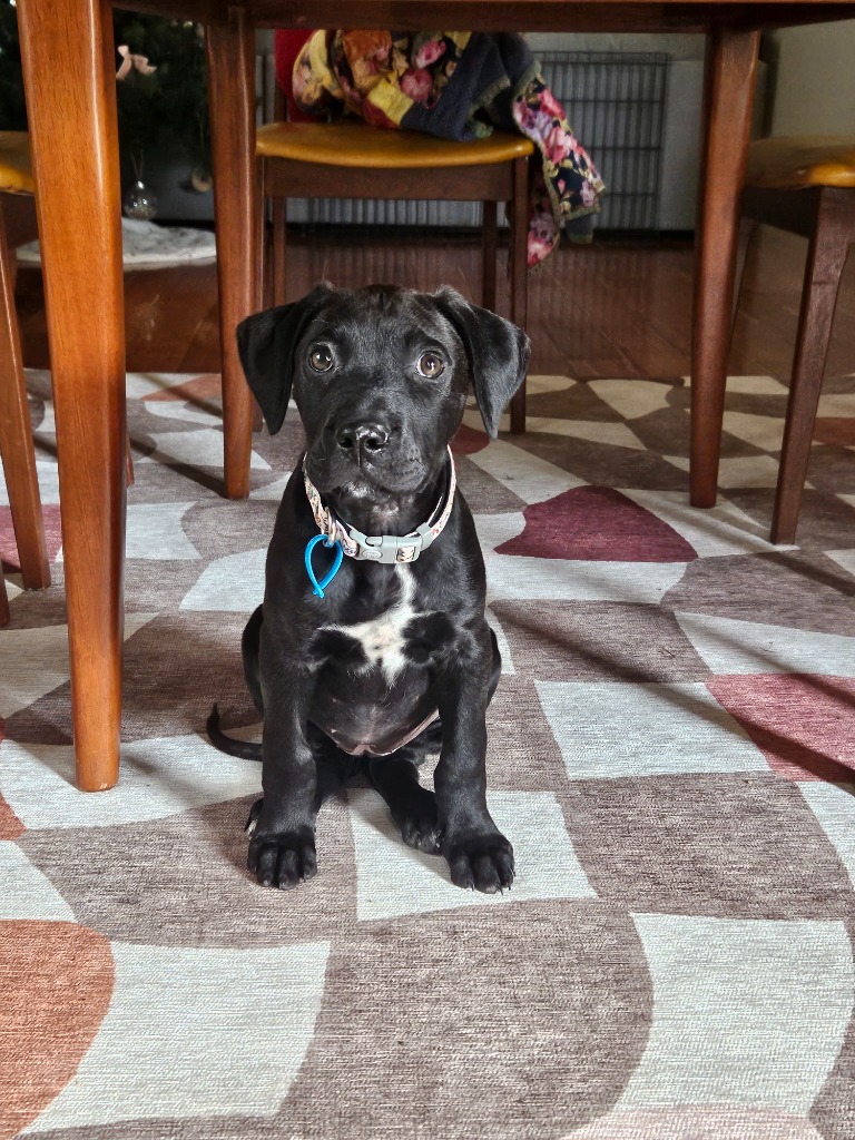 Stout - Medium Female Labrador x Staffordshire Bull Terrier Mix Dog in ...