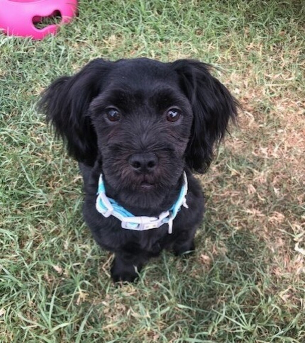 Peanut - Small Male Shih Tzu Mix Dog in QLD - PetRescue