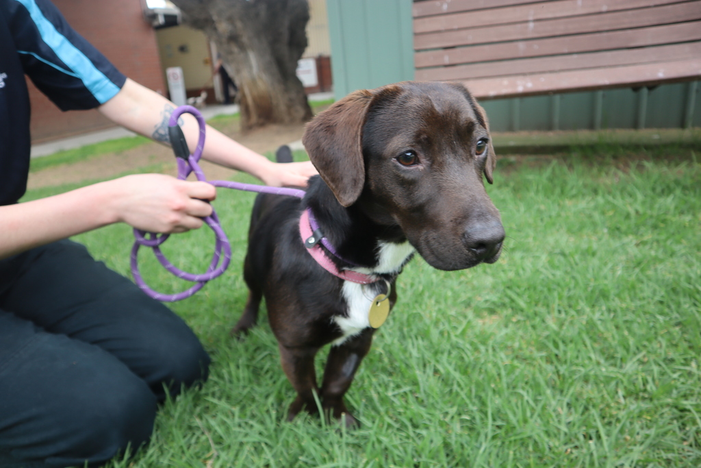 Jack-Jack - Small Male Dachshund x Labrador Mix Dog in VIC - PetRescue