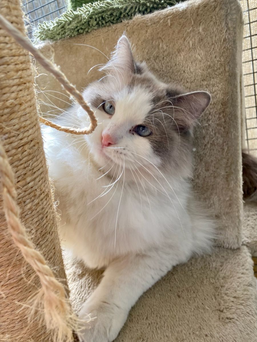 Wesley Oliver - Male Ragdoll Cat in NSW - PetRescue