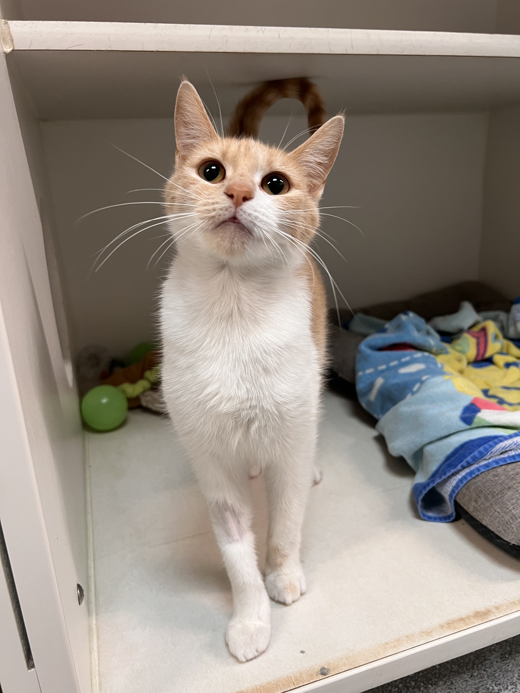 Tahini - Female Domestic Short Hair Mix Cat in VIC - PetRescue