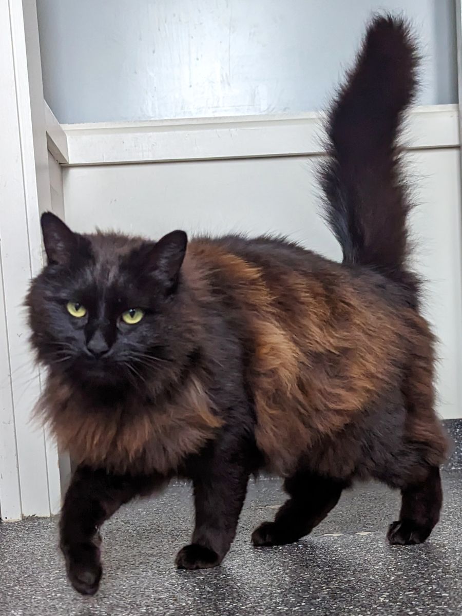 Poppy - Male Domestic Long Hair Cat in VIC - PetRescue