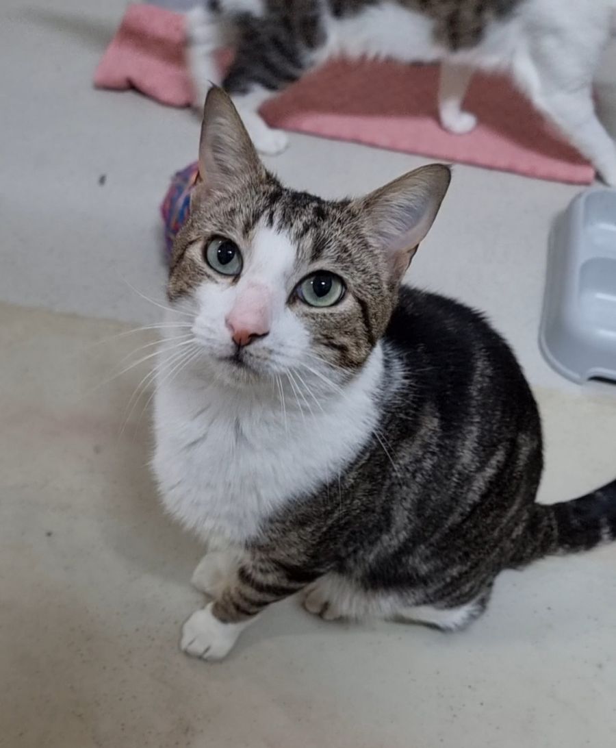 Opie - Male Domestic Short Hair Cat in VIC - PetRescue