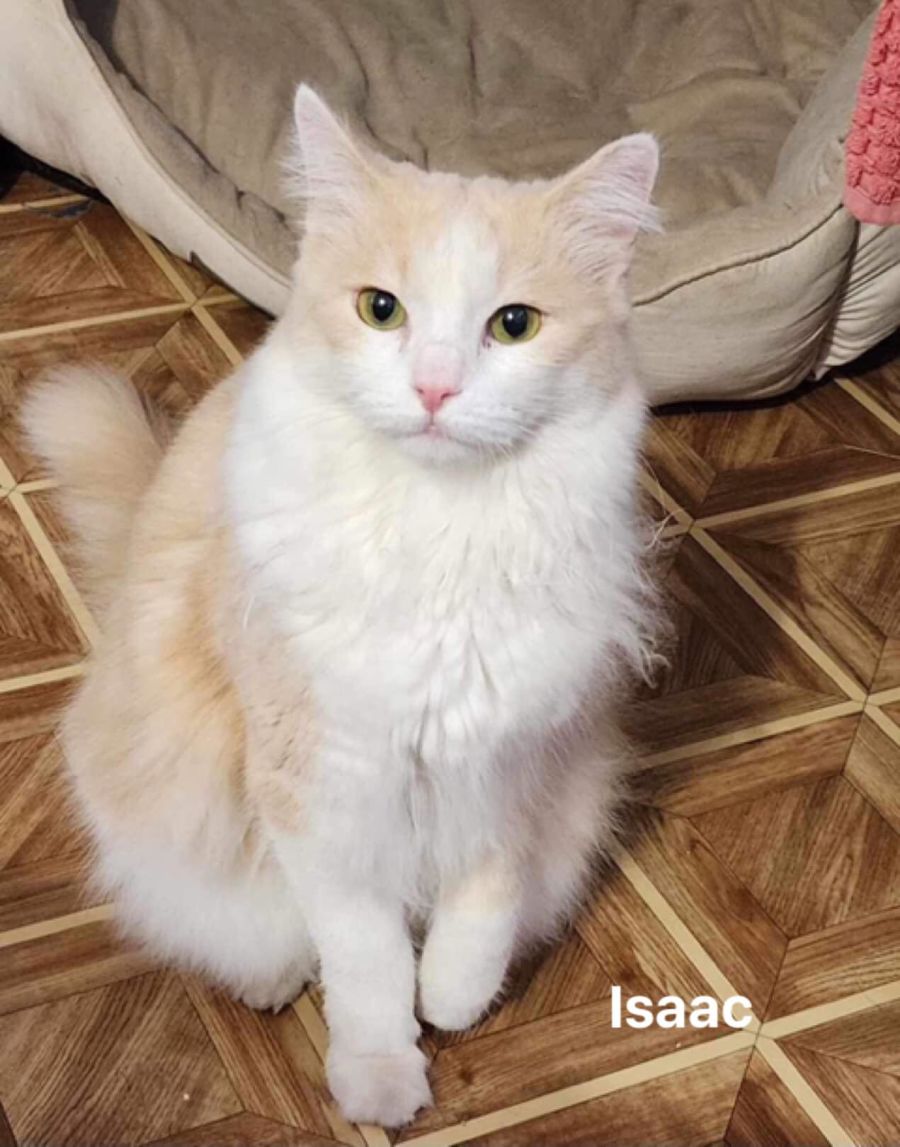 Isaac - Male Domestic Long Hair Cat in QLD - PetRescue