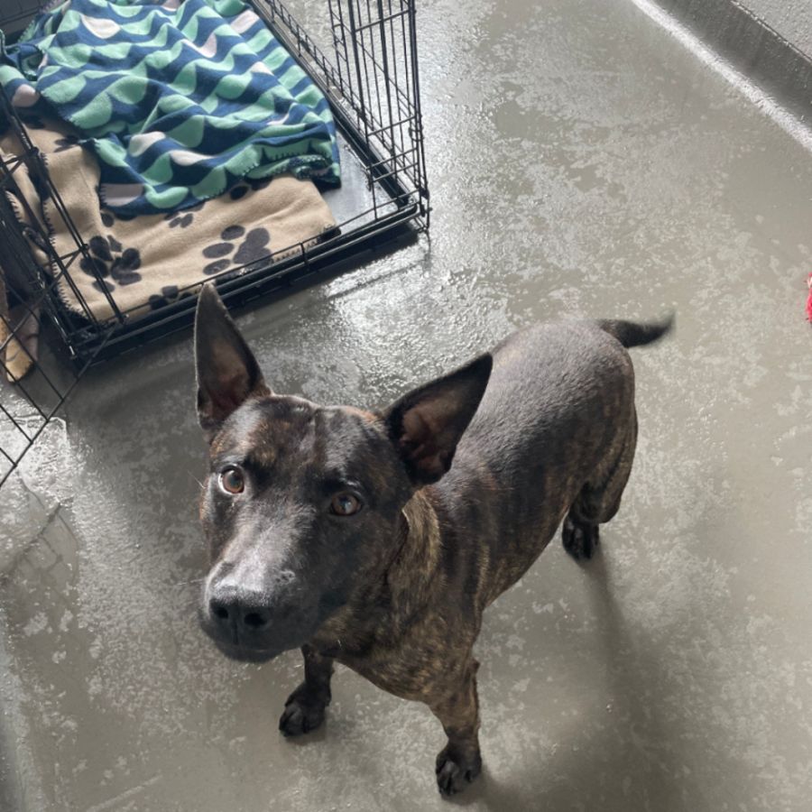 Tony Hawk - Medium Male American Staffordshire Terrier Dog in NSW ...