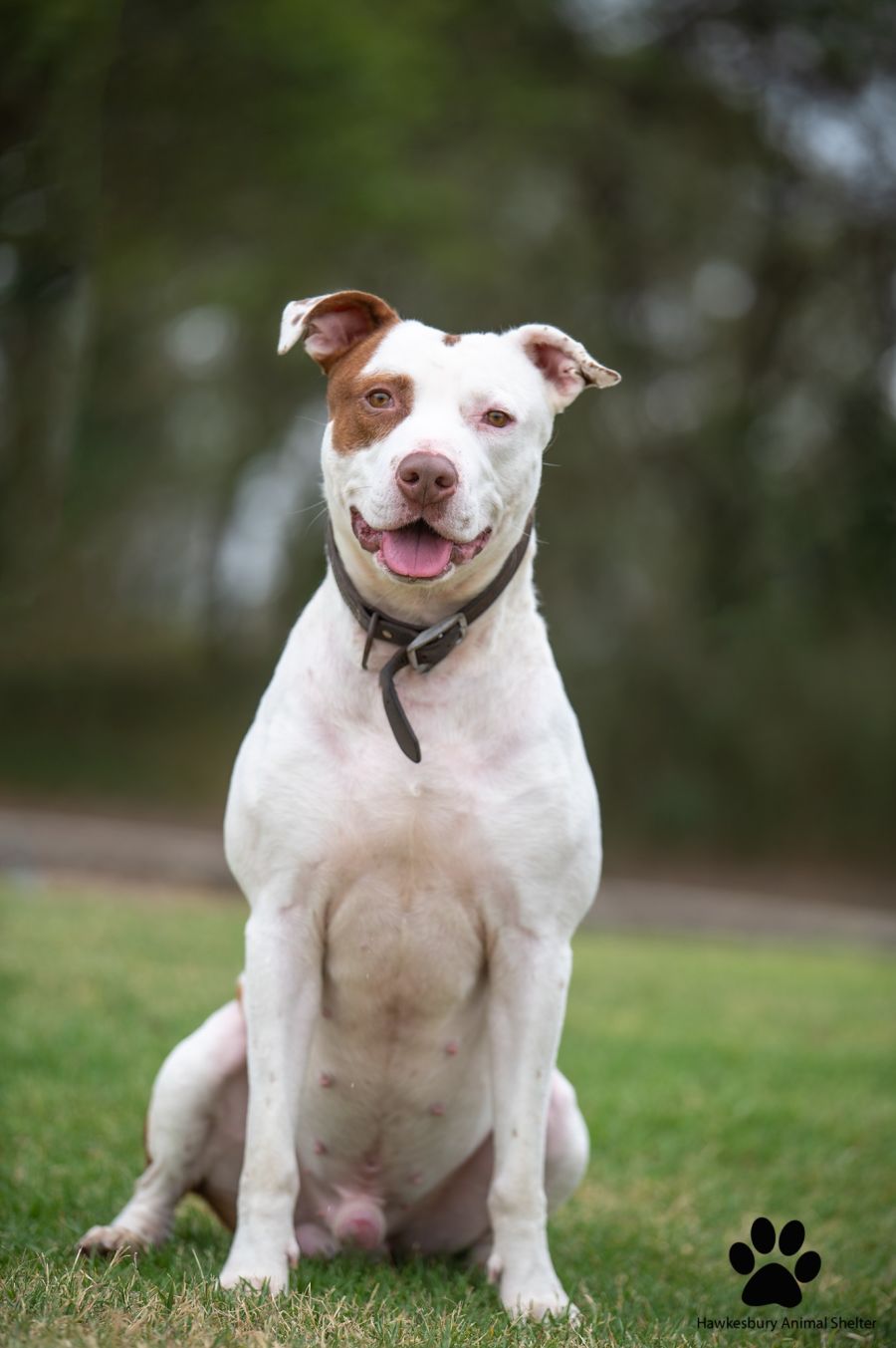 Boss - Large Male Staffy Mix Dog in NSW - PetRescue