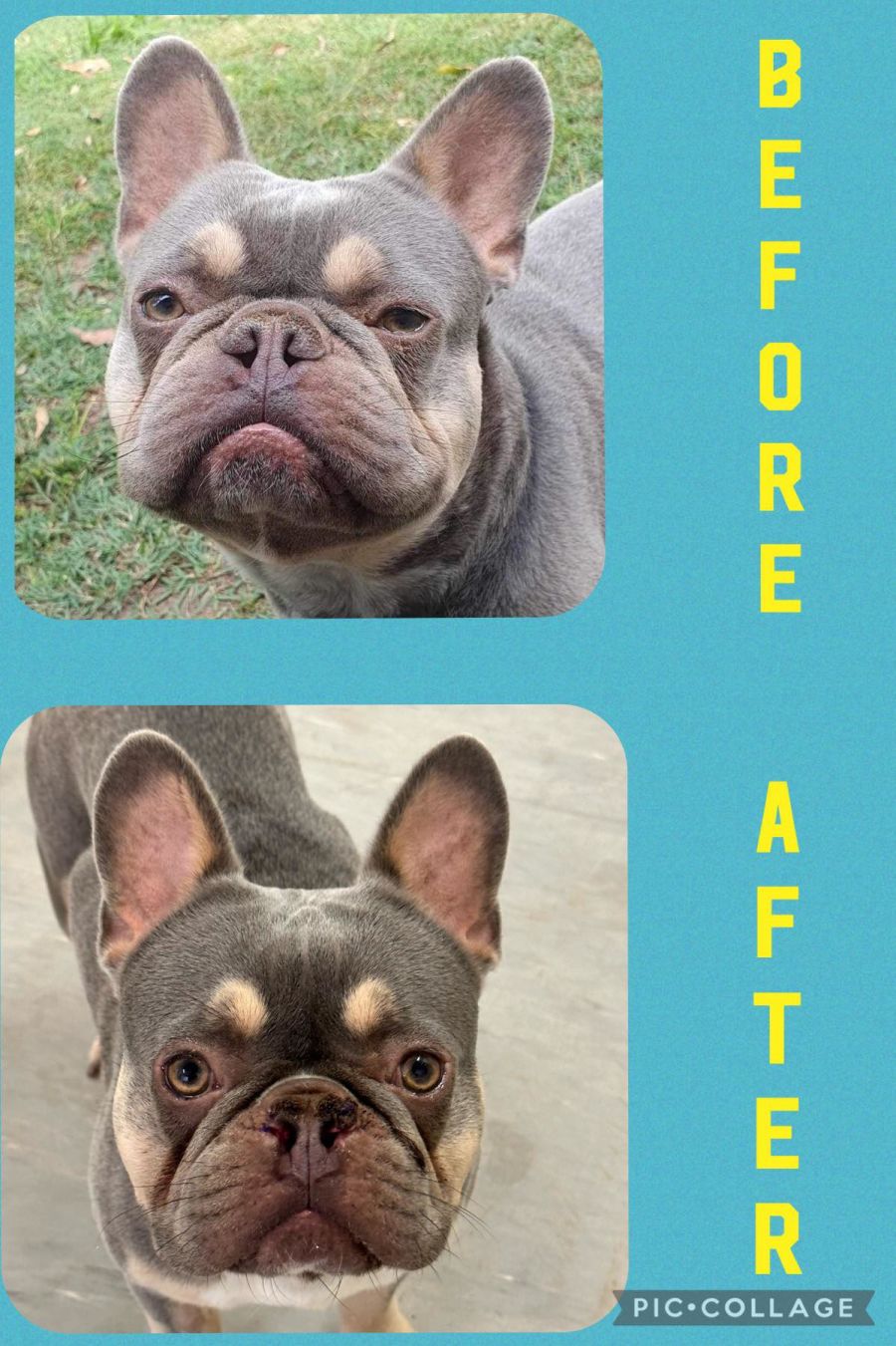 Archie - Small Male French Bulldog Dog in QLD - PetRescue